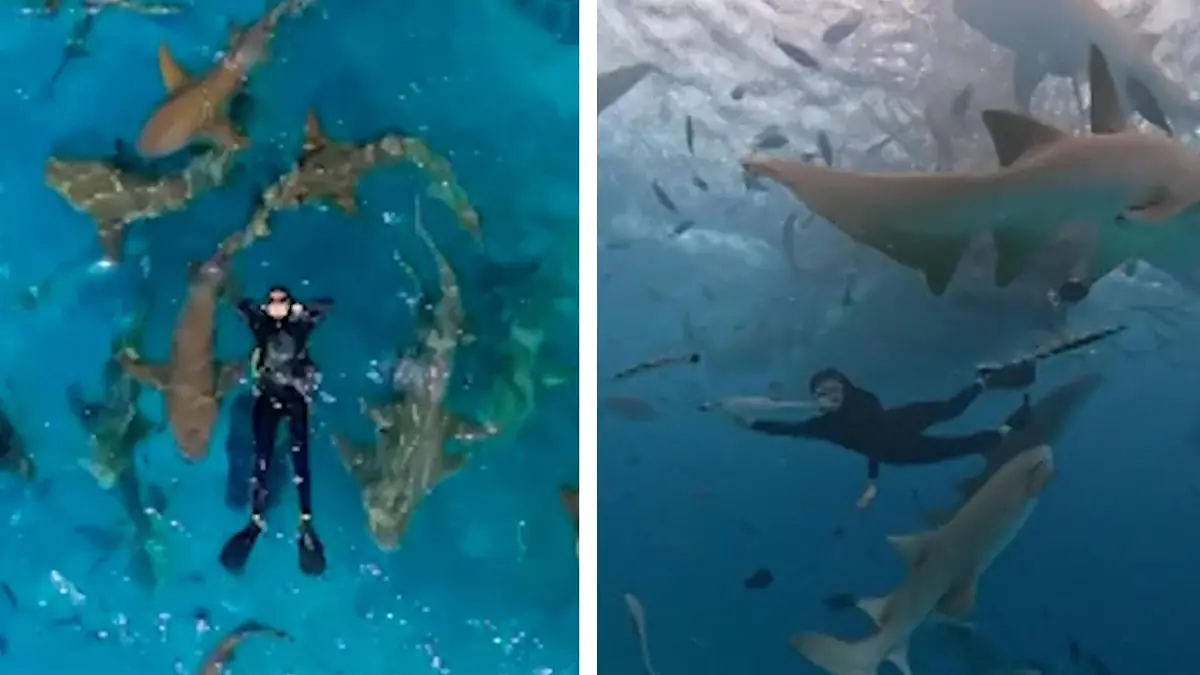Warum macht sie das?: Trotz panischer Angst! Frau schwimmt mit 20 Haien
