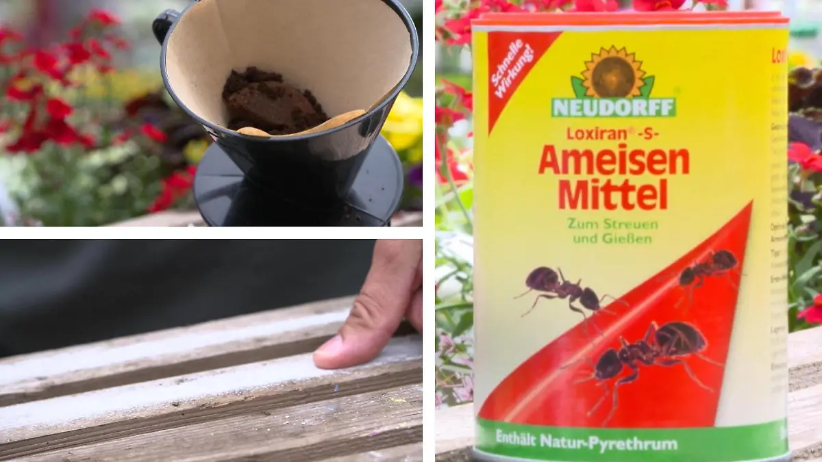 Wunderschone Hilfe Gegen Ameisen Fotos