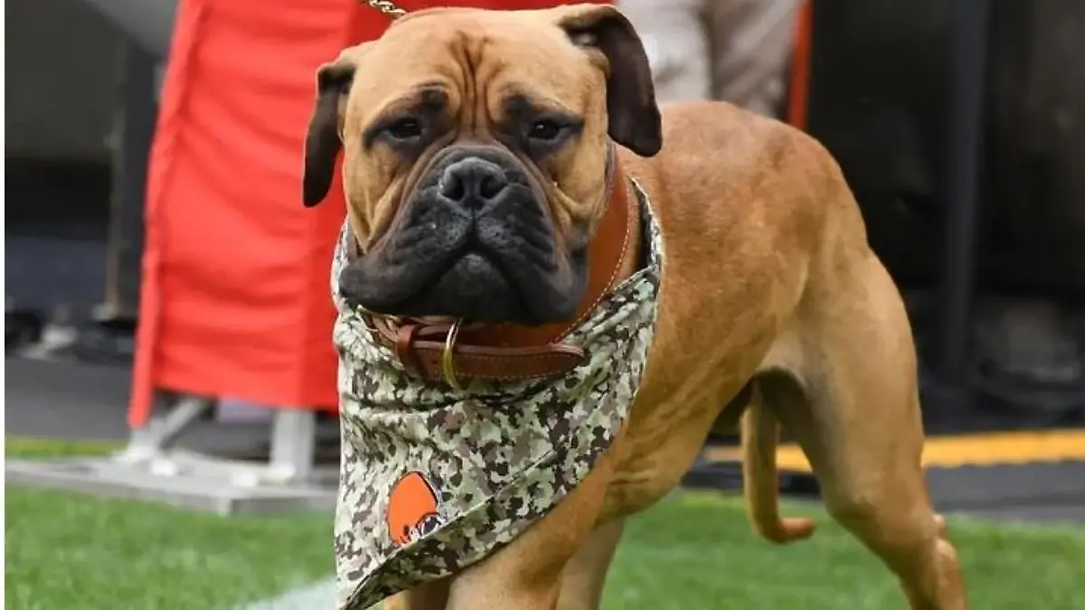 NFL: Alle News, Ergebnisse und Hintergründe zur National Football League