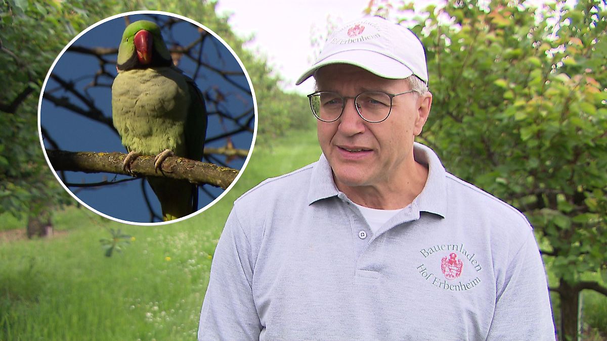 Sie sind eine Plage! 5.000 Sittiche werden zum Problem in Wiesbaden