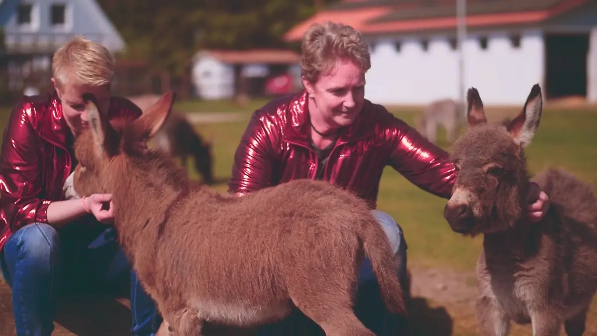 Mini-Esel Knut und Elmo aus Löningen (Niedersachsen) wollen mit Ohrwurm ...