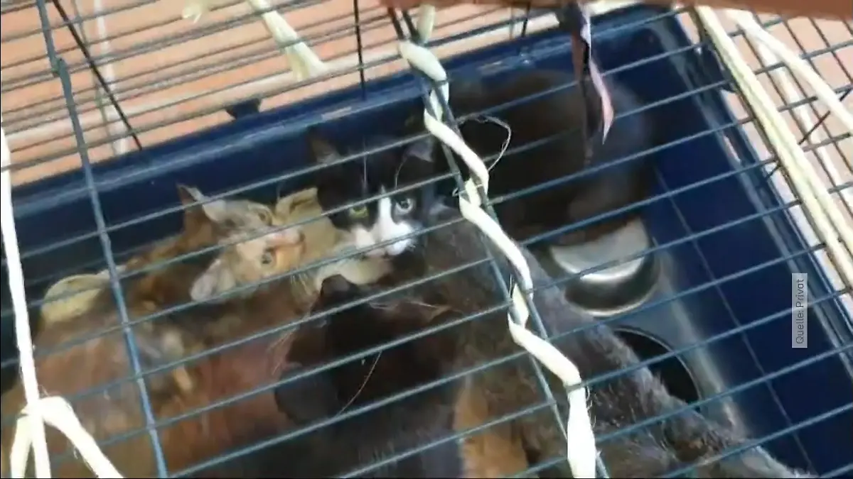 Sechs Katzen im Käfig ausgesetzt – Tierheime sind an der Grenze ihrer ...