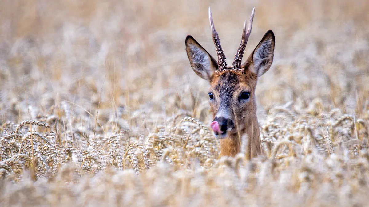 Reh verirrt sich in Einkaufscenter