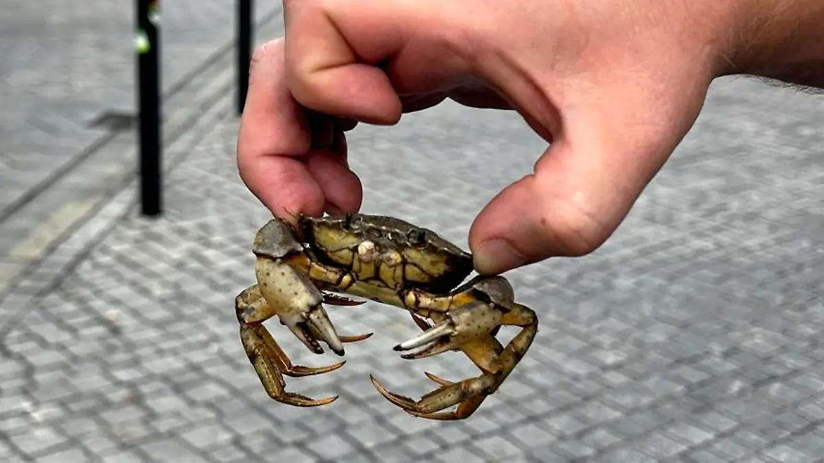 Wie verhalte ich mich, wenn ich einem Wildtier begegne?