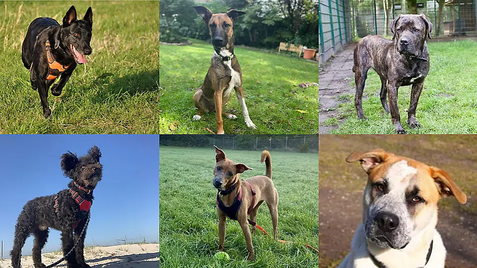 „Die Unvermittelbaren mit Martin Rütter“: Diese Hunde sind auf der ...