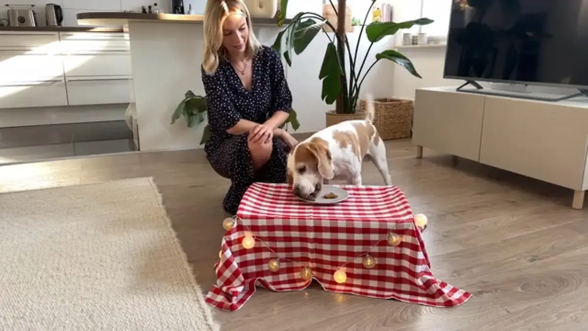 Kochen für den Hund: Von Geburtstagskuchen bis Frikallen-Snack