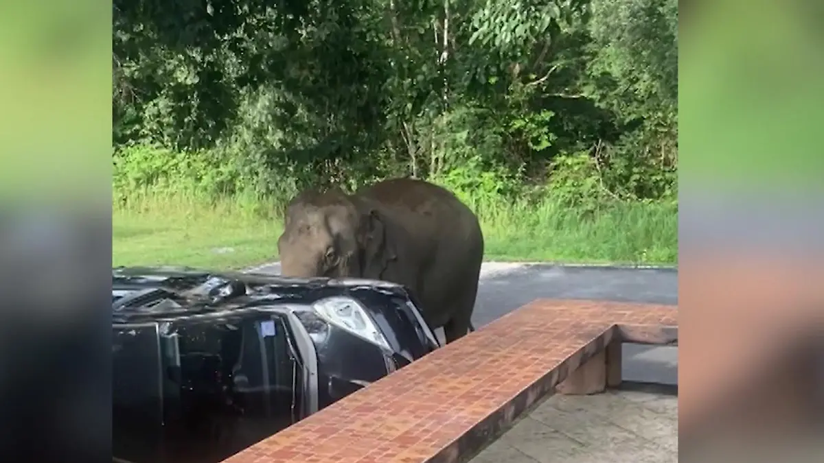 Er will ans Essen! Elefant flippt Auto auf den Kopf