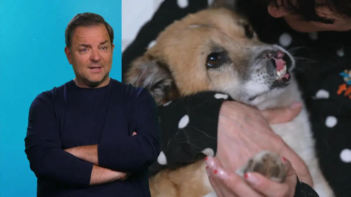 Braucht liebevolles Zuhause: Mischling Freddy wurde grausam misshandelt