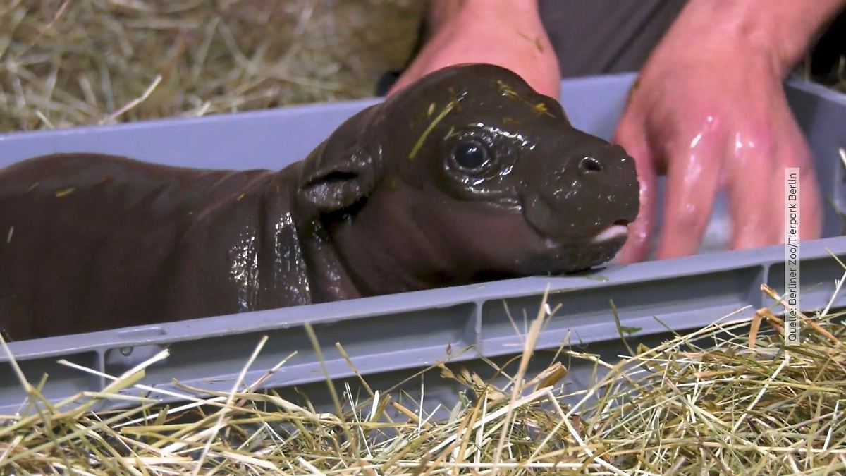 Berliner Zoo sucht Bademeister für Baby-Hippo Toni