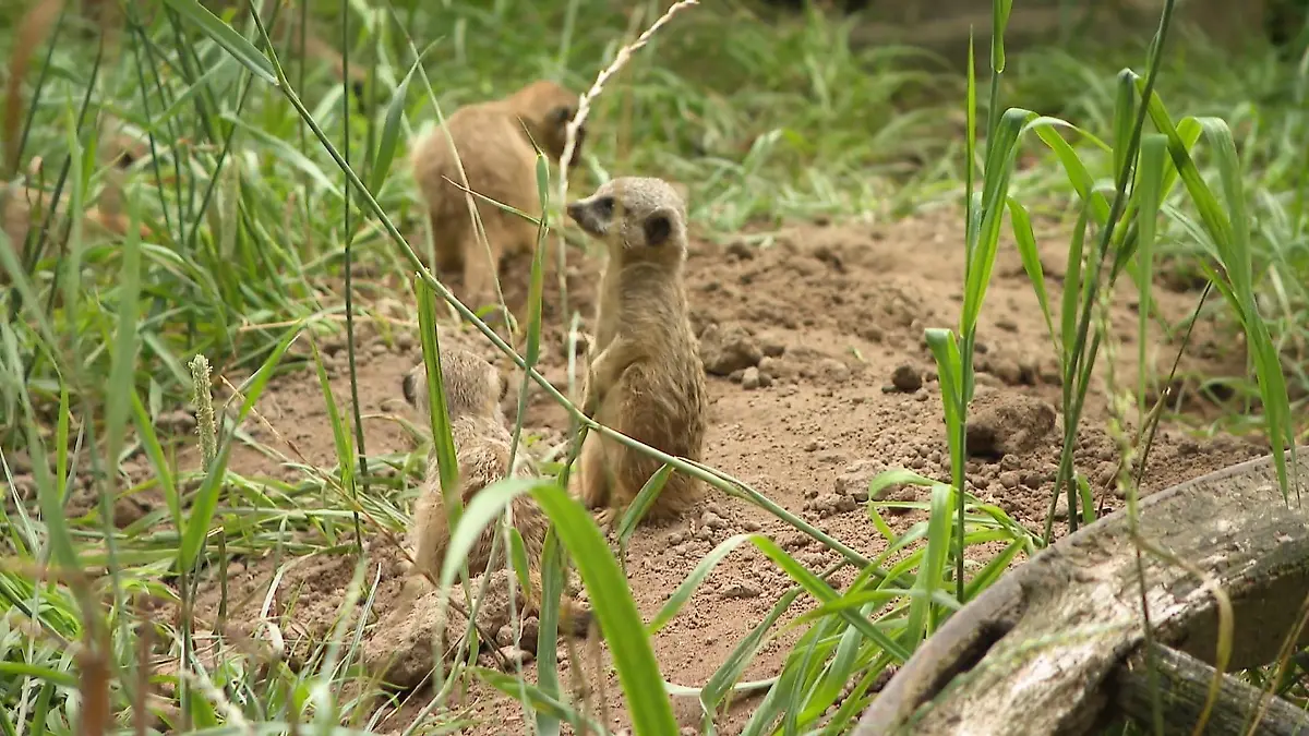 Fünf Erdmännchen-Babys machen das Außengehege unsicher