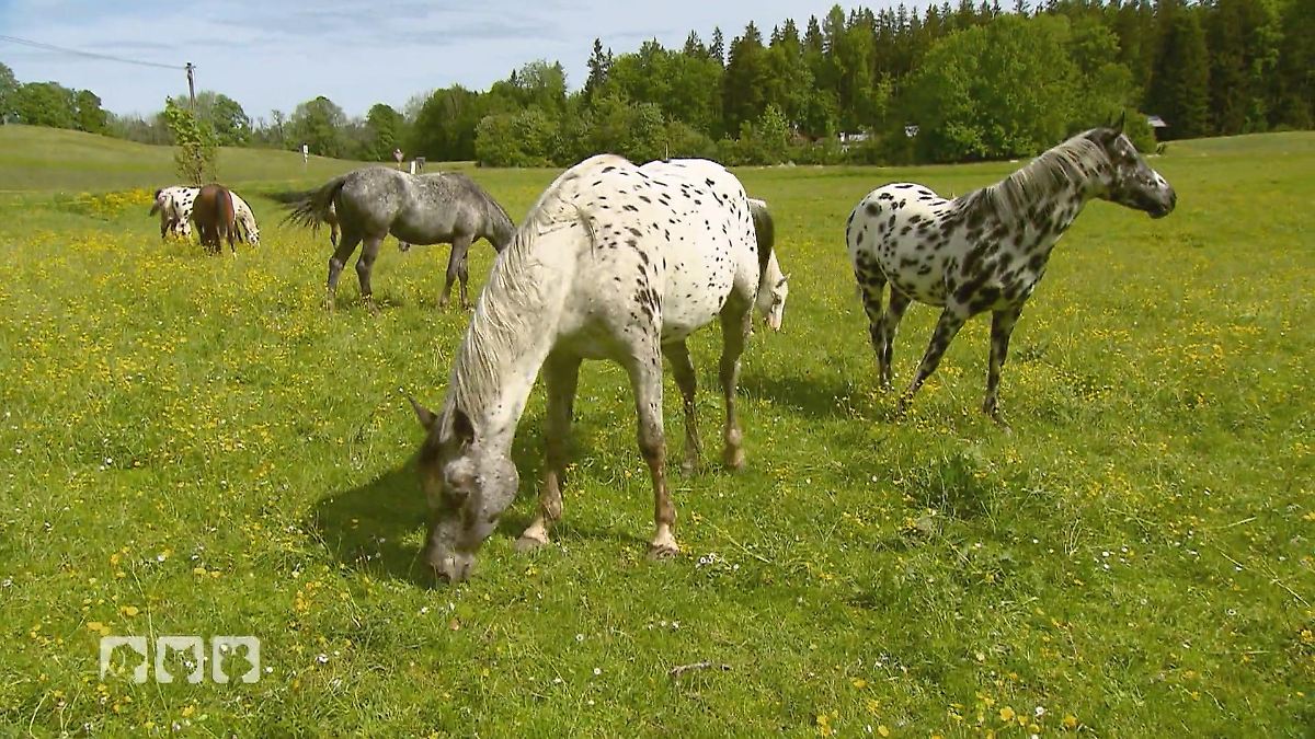 Anmutig und besonders: In Deutschland sehr selten - Die Appaloosa Pferde