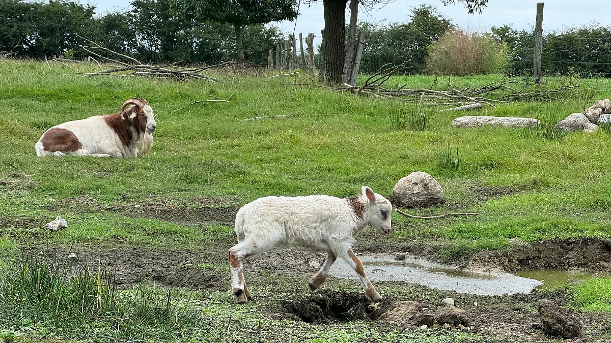 Flensburg: Ist Jungtier Flumo Schaf, Ziege oder Schiege?