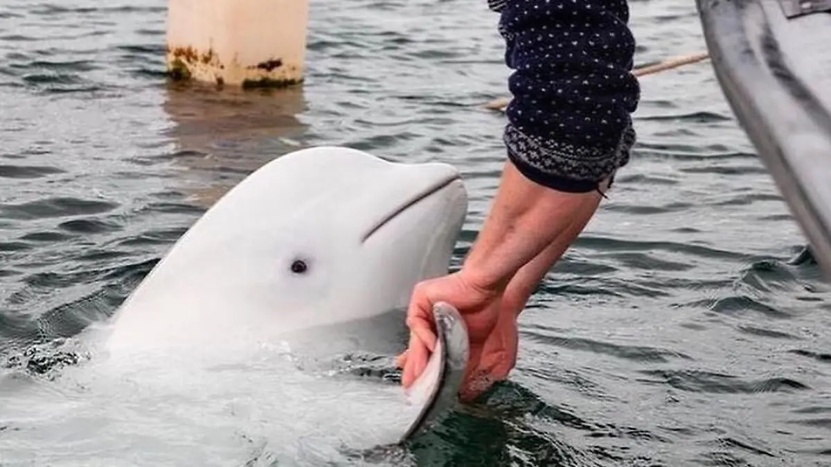 Putins Wal-Spion Hvaldimir wurde erschossen!