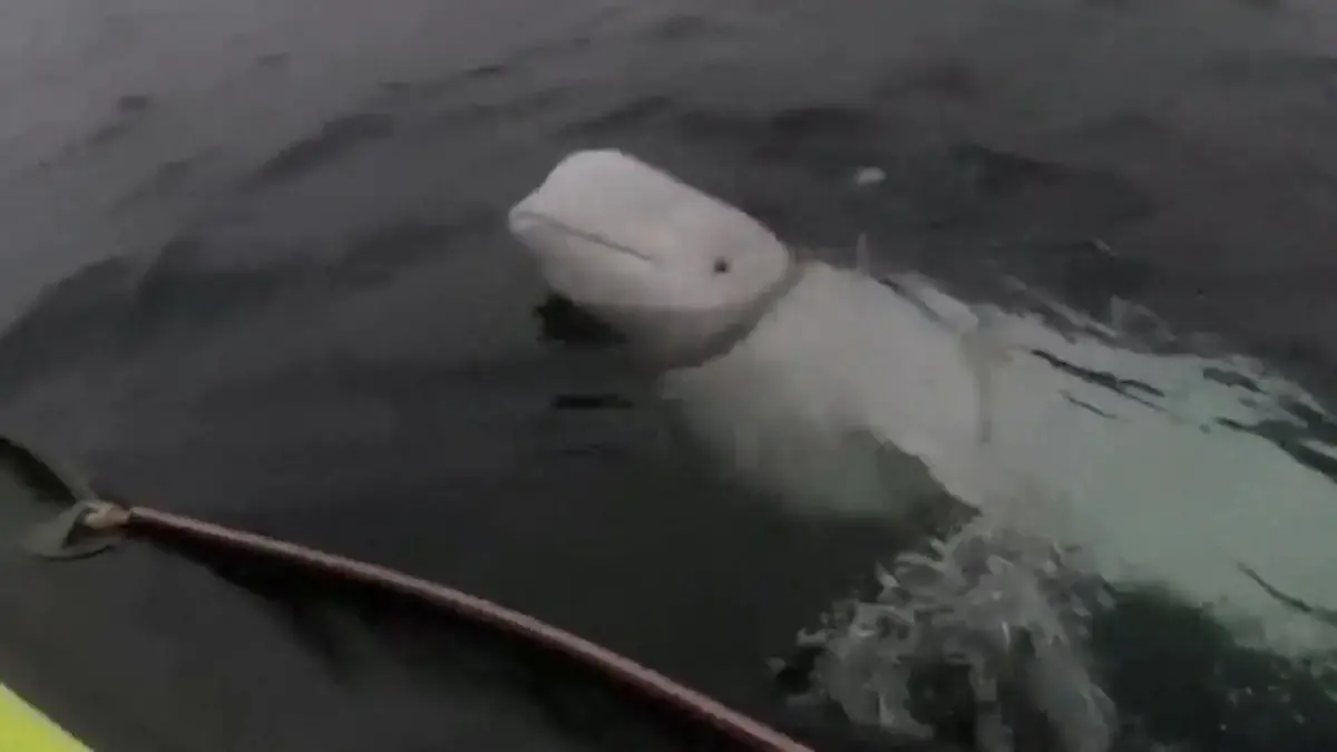 Geheimnis von Spionage-Wal Hvladimir gelüftet