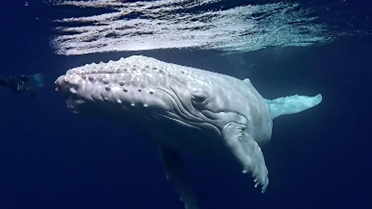 Seltene Begegnung! Fotograf stößt auf Baby-Albino-Buckelwal