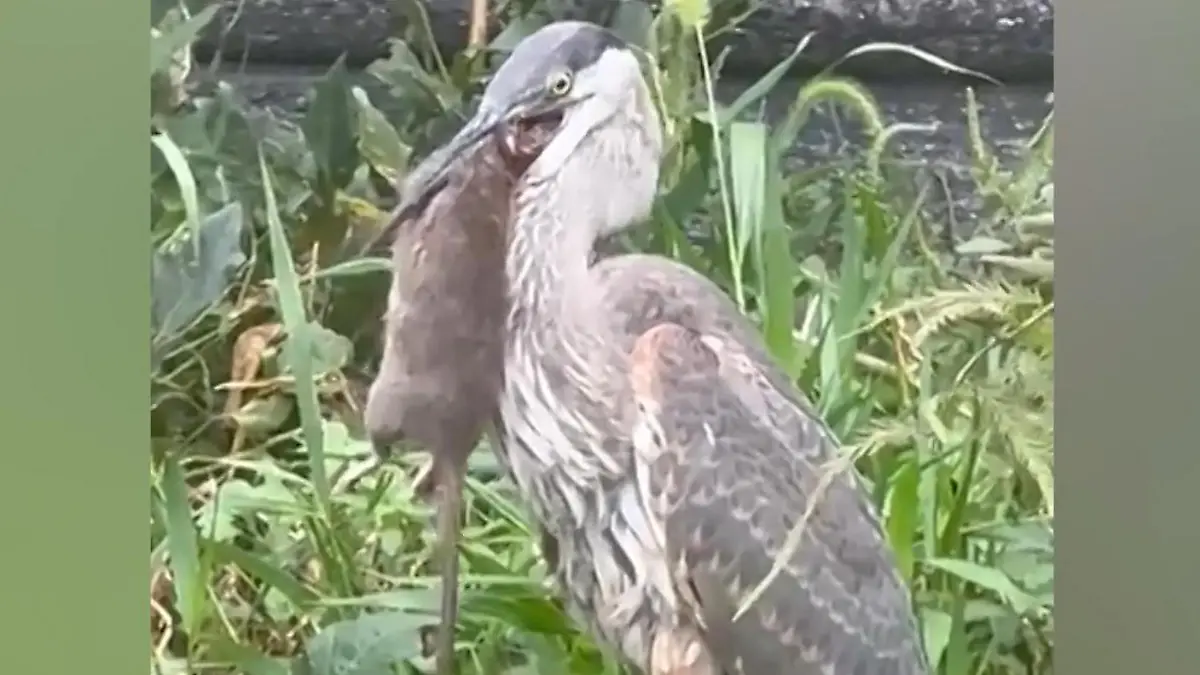 Den Schnabel zu voll genommen? Reiher reihert Ratte runter