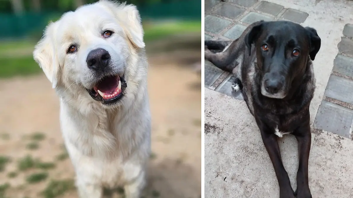 Blind, taub, abgeschoben! Hundebaby Ivar wurde „kaputt” gezüchtet