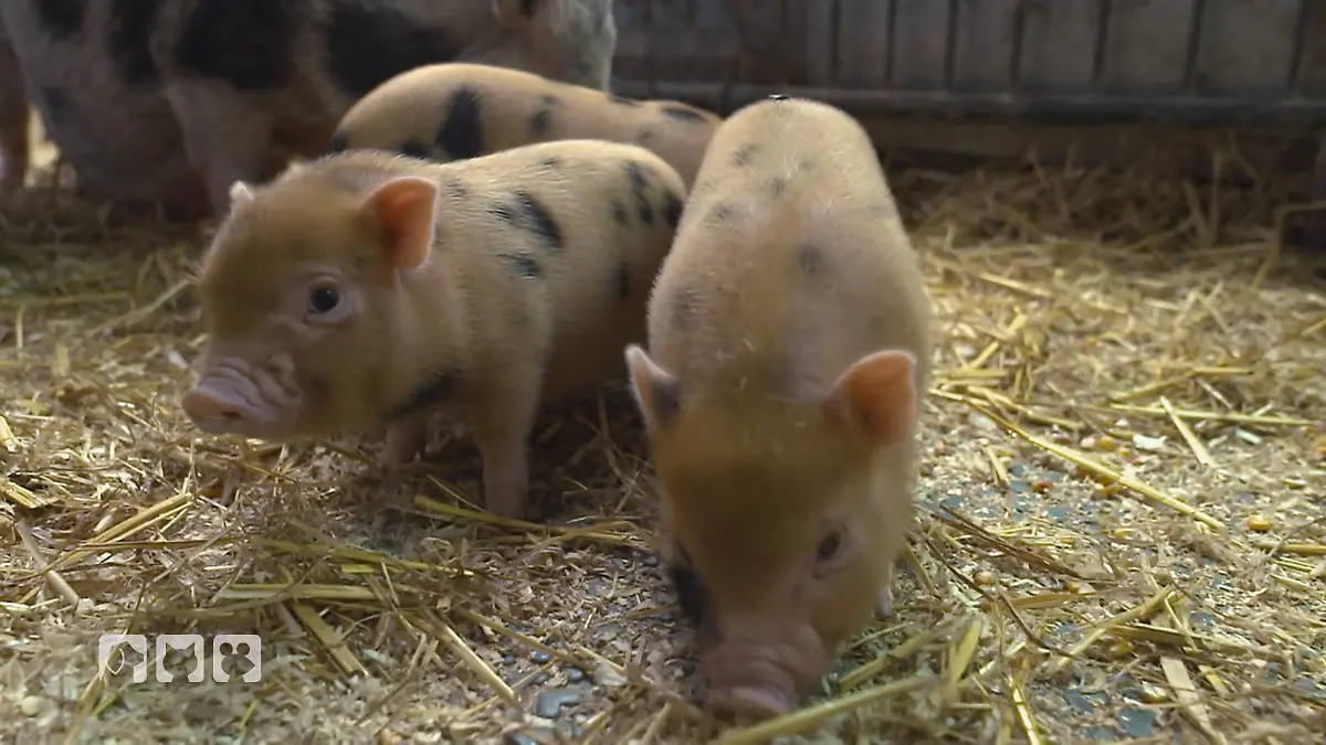 Checkliste: Minischweinchen als Haustier?