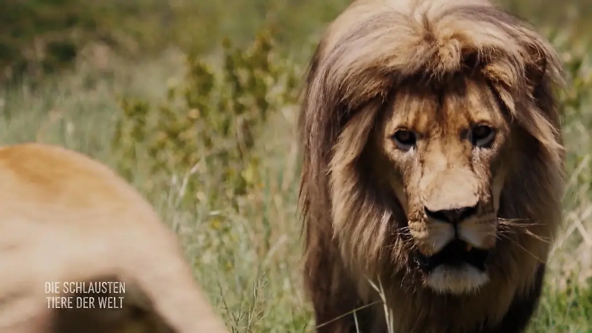 Intelligenz in der Savanne: Löwen meistern das Zusammenleben durch ...