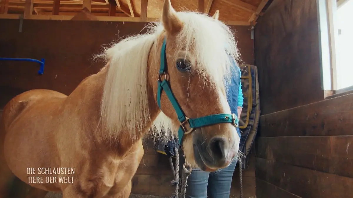 Premiere im Hobby Horsing! Im Galopp zur allerersten Deutschen ...