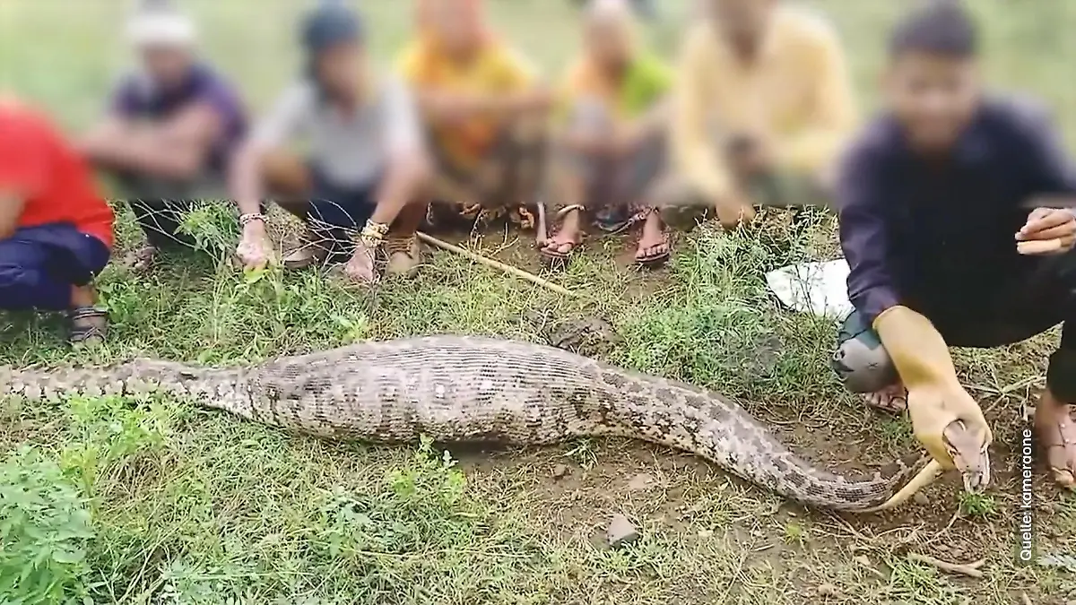 Thailand: Frau liefert sich Überlebenskampf mit Schlange