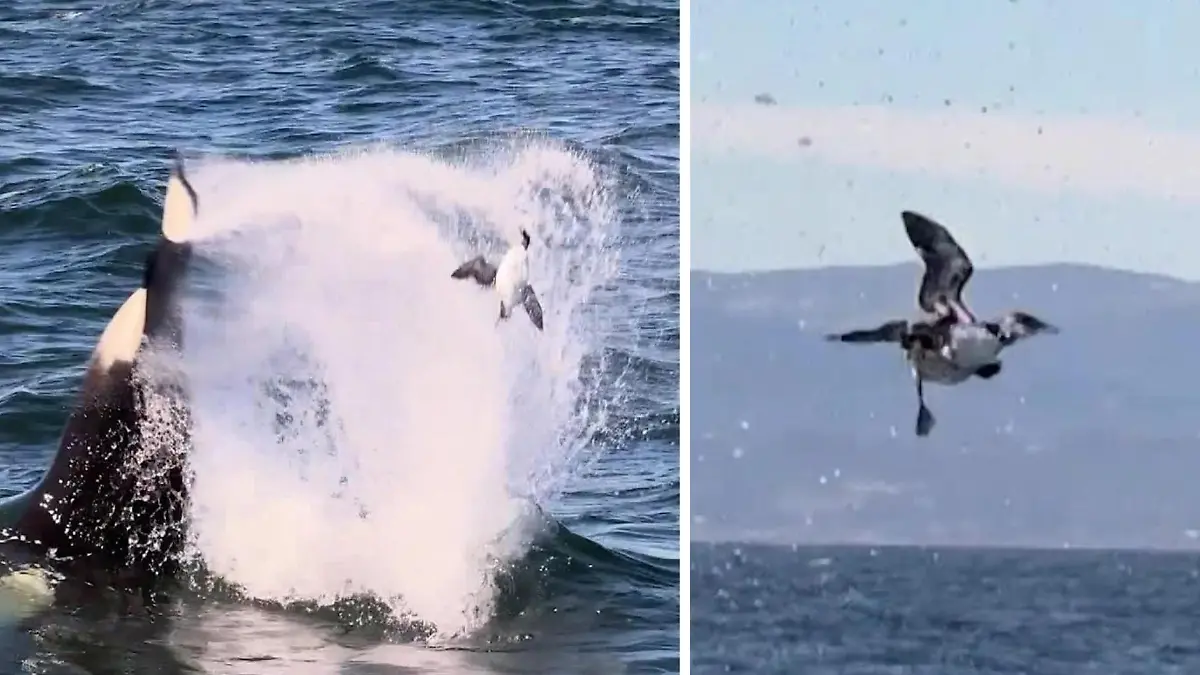 Unglaublicher Orca-Trend: Sie tragen einen Lachs als Hut!