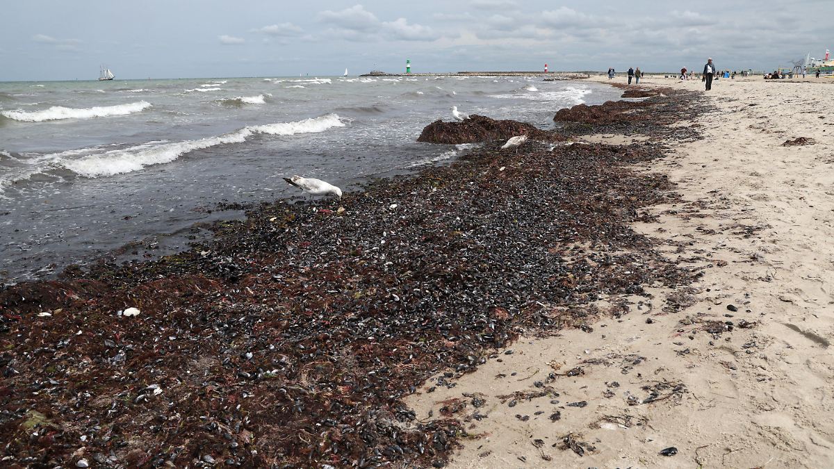 Gestank vermiest Ostsee-Urlaub: Warum miefen die Strände so?