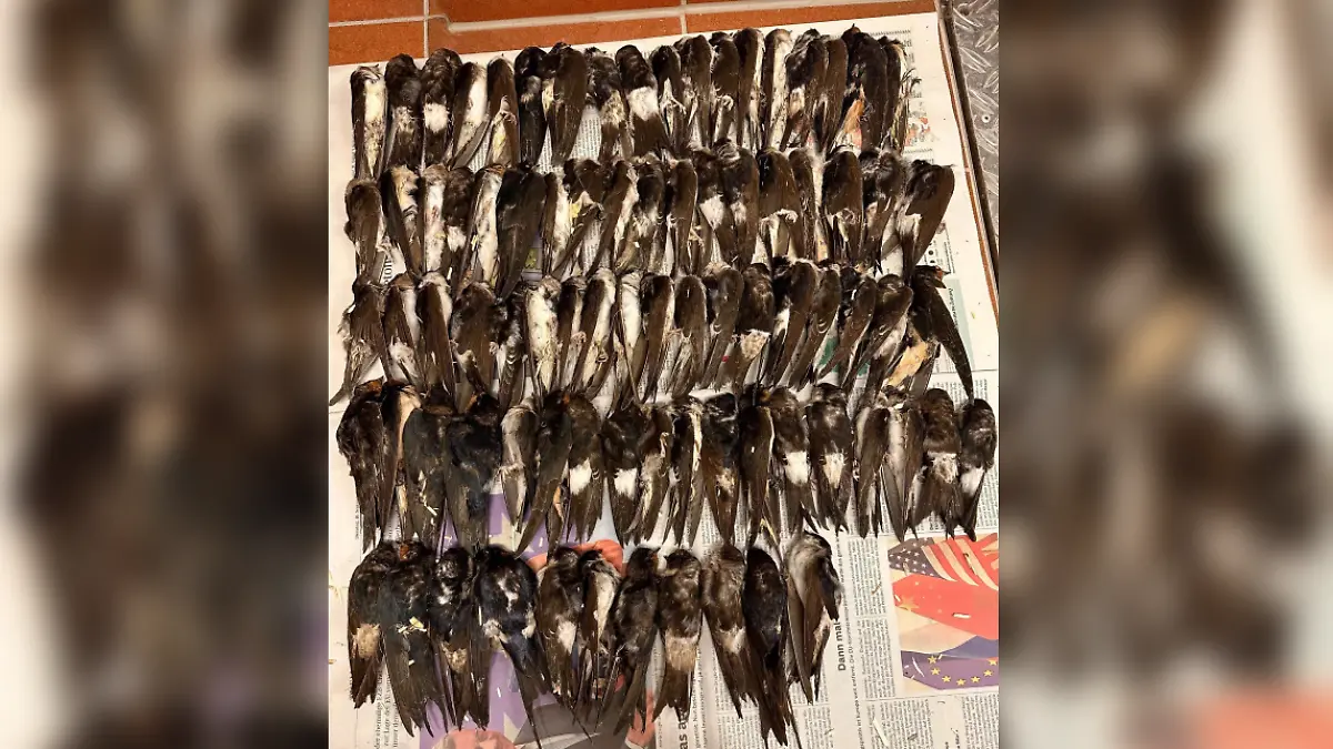 Großes Schwalben-Sterben in Bayern! Hunderte Vögel fallen vom Himmel