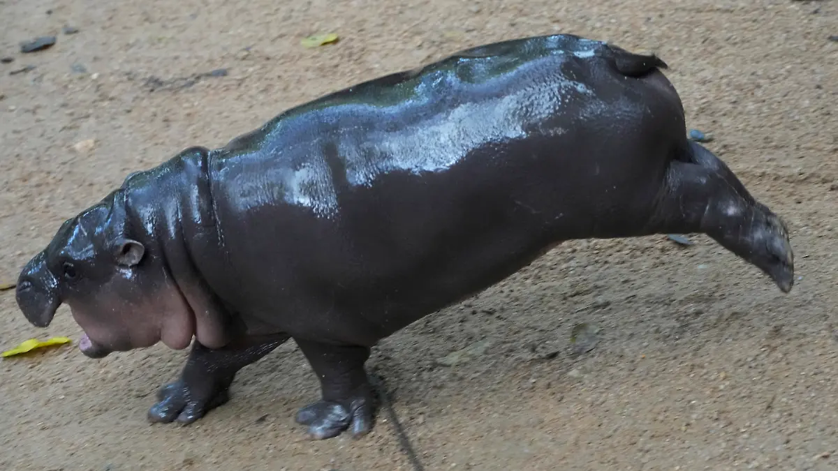 Thailand: Baby-Hippo Moo-Deng aus Zoo geht auf TikTok viral