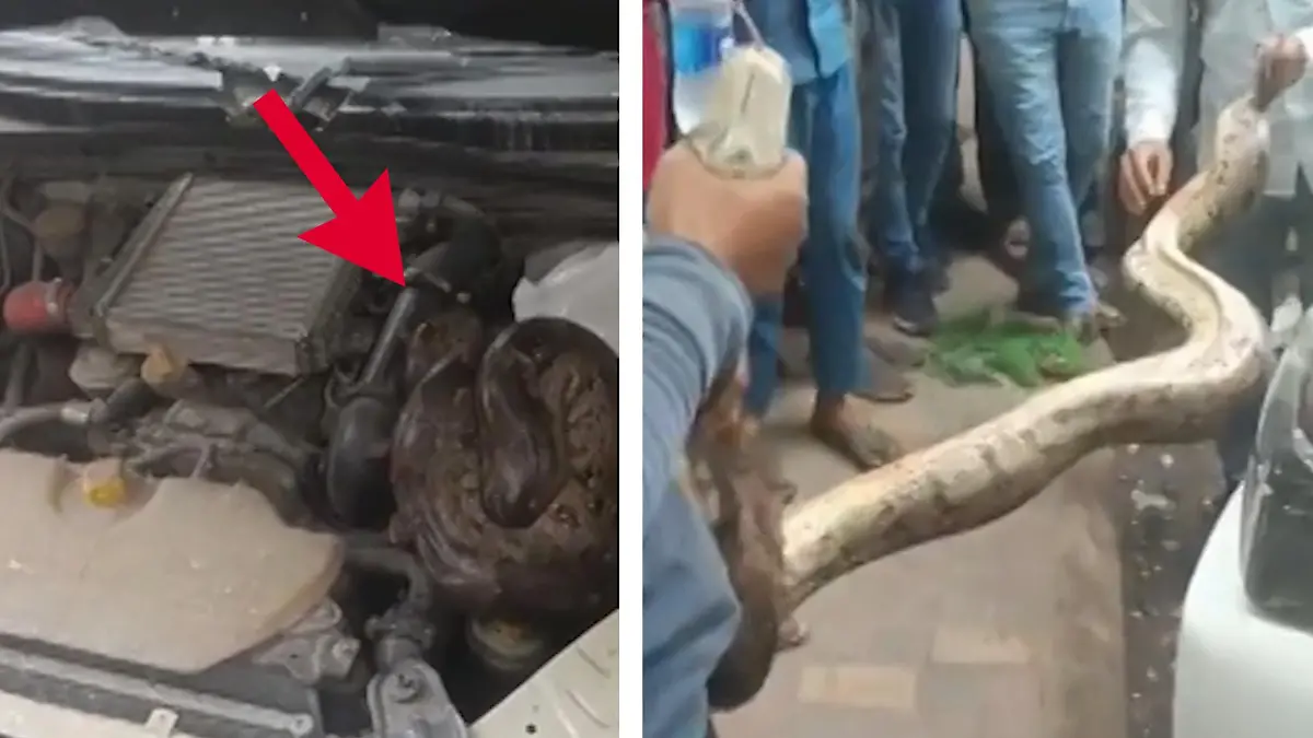Sie schlängelt sich auf dem Motor: Über 2,10 Meter! XXL-Python legt ...