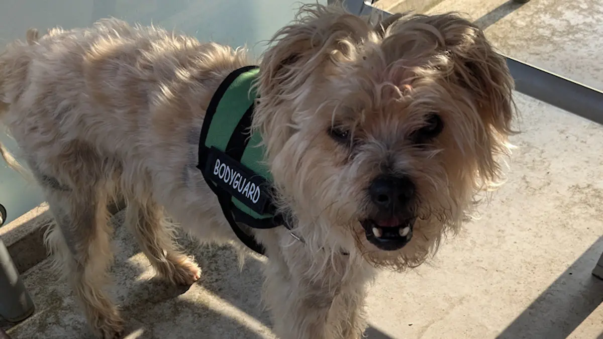 Ridgeback beißt Giselas (75) Pudel Sam tot – Besitzer macht sich aus ...