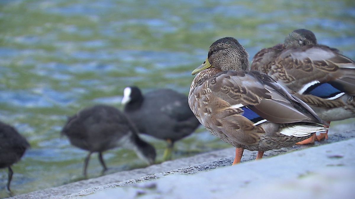 Enten-Massensterben! Das steckt dahinter