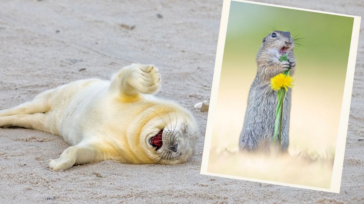 Die lustigsten Tierfotos des Jahres: Welches Bild findet ihr am besten?