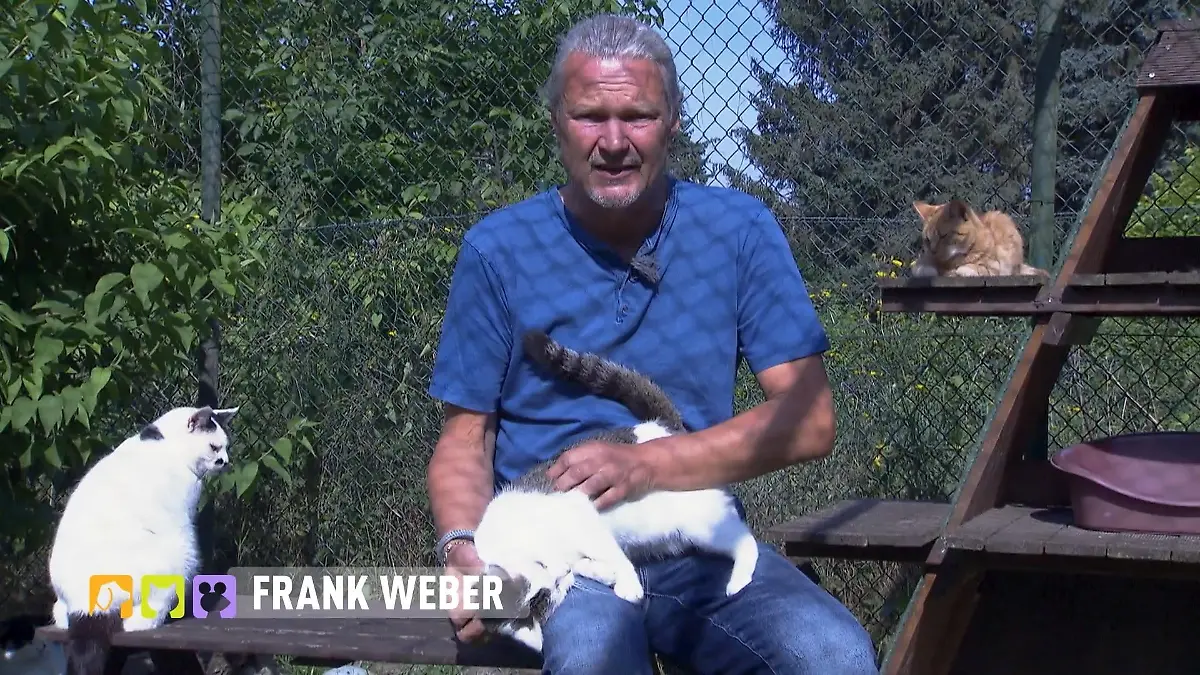 Streunerkatzen: Frank Weber will vermitteln