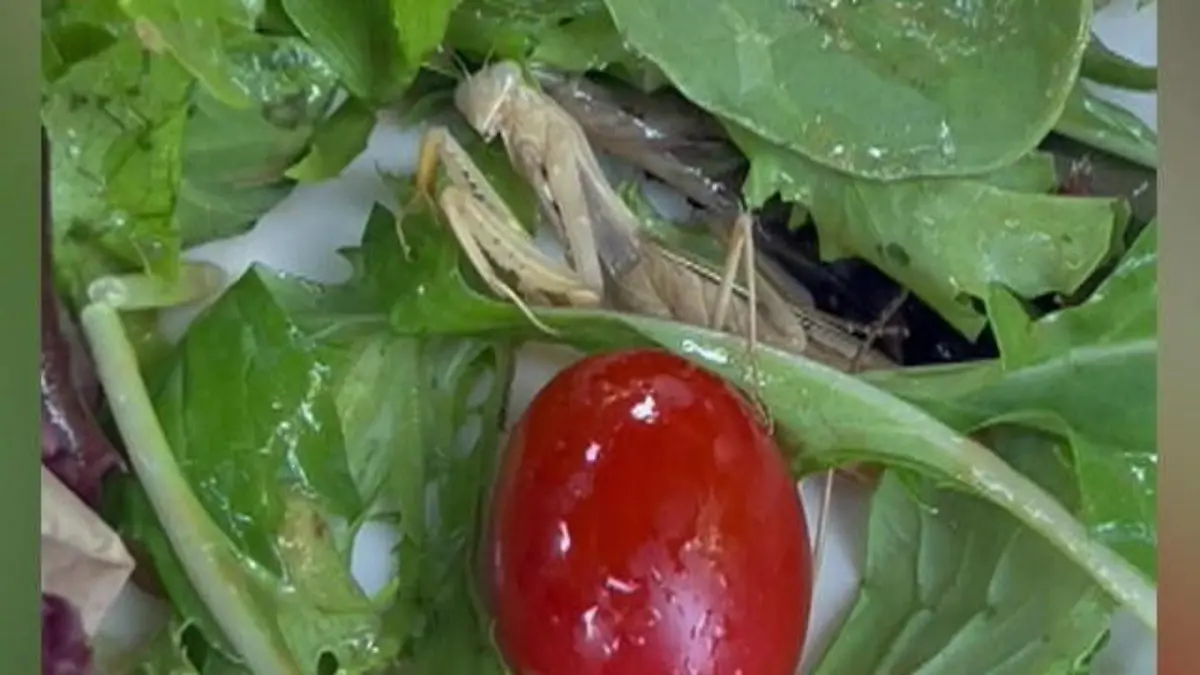 Da ist selbst das Personal angewidert: Ekel-Schock! Diese Beilage ...