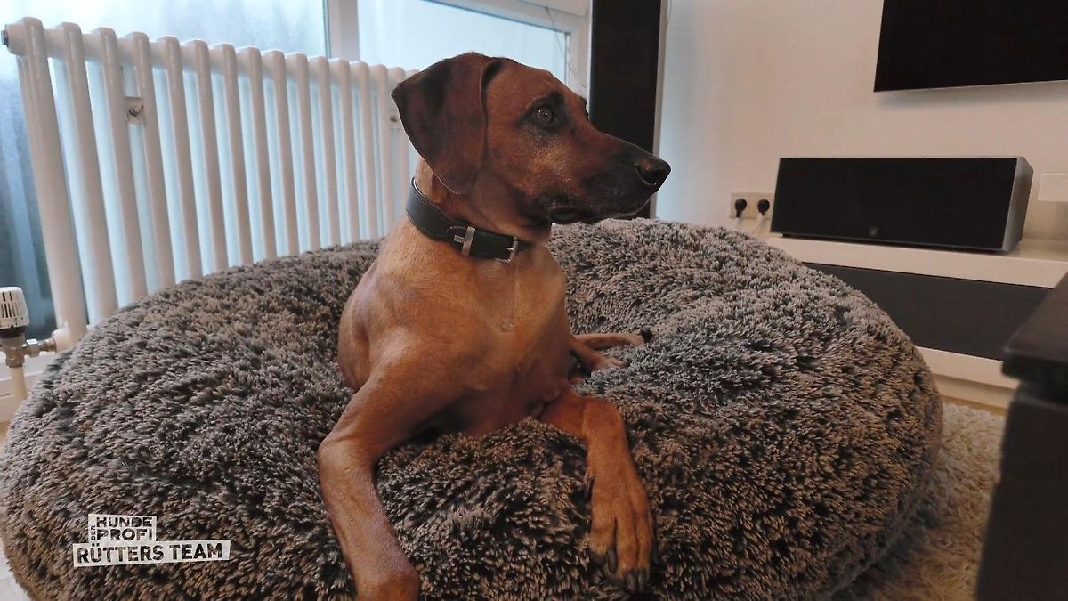 Hier wird getrickst: Bellen und Knurren: Das soll weg