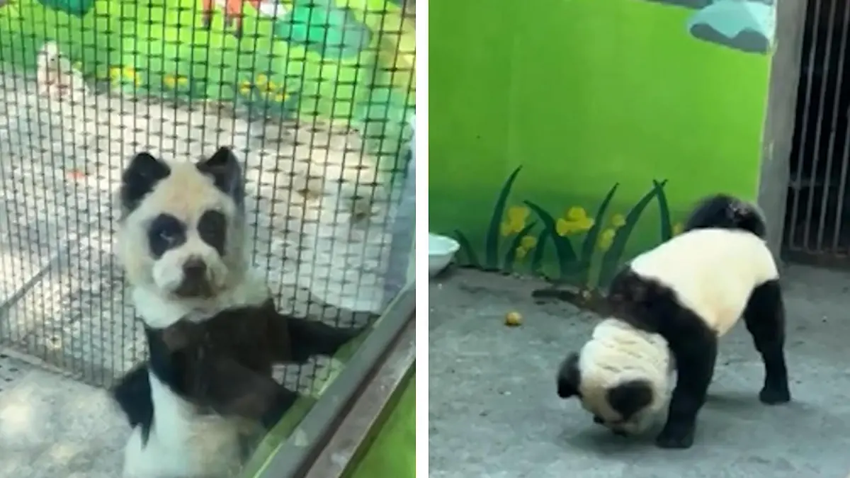 China: Neue Panda-Ausstellung! Doch hier ist alles FAKE