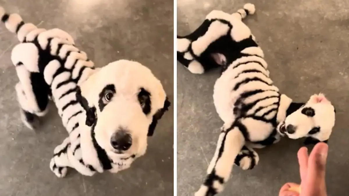 Flauschiges Halloween-Kostüm! Hundefriseur verwandelt Pudel in Skelett