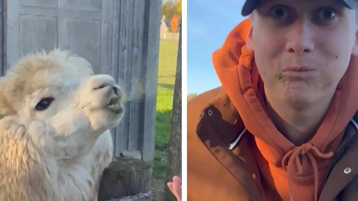 Alpaka spuckt frechen Besucher an - Ekel-Dusche in Wildpark in Litauen