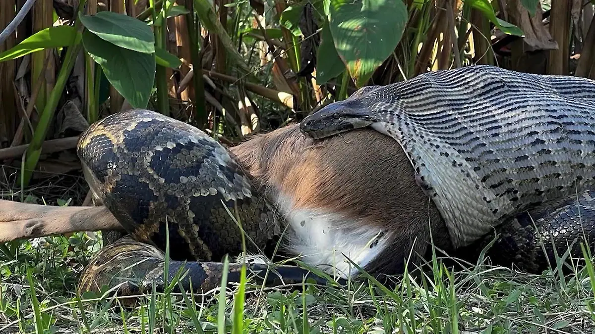 Diese Portion stopft ihm das Maul: Ekel-Sensation! Python verschlingt ...