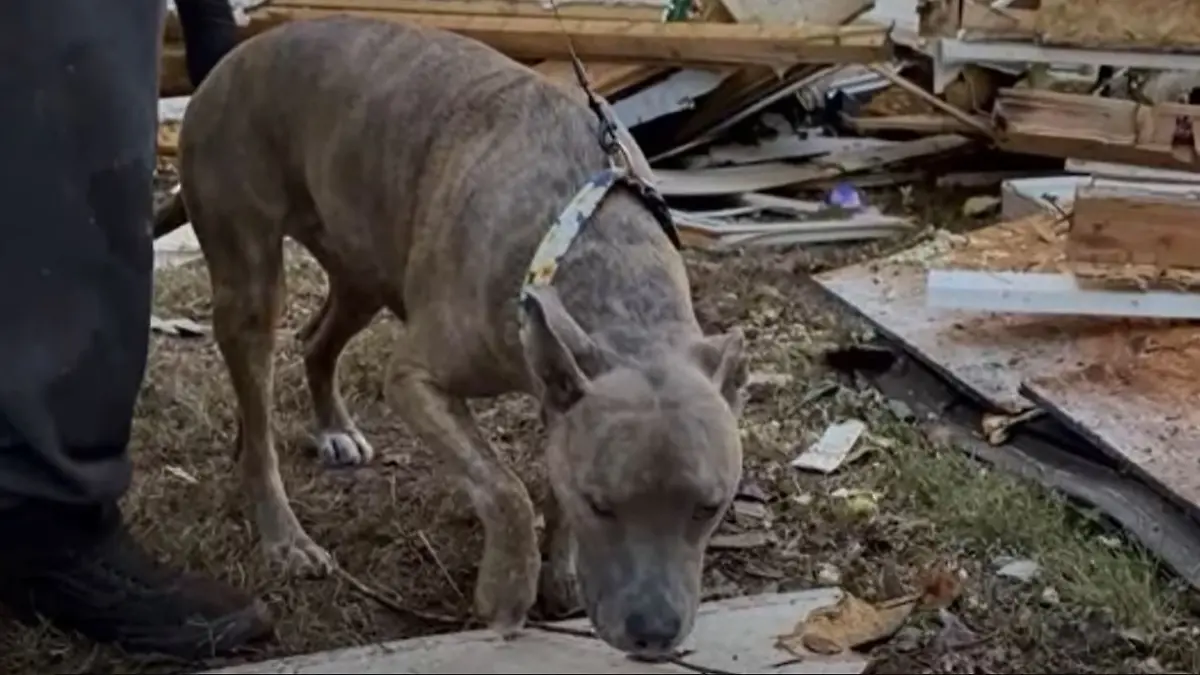 Nach Hausexplosion – Hündin „Brandy” überlebt sechs Tage ohne Wasser ...