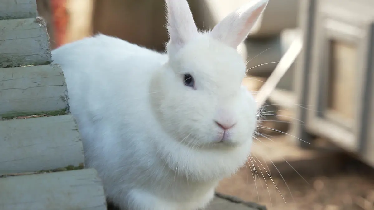 Mango-Hack: Wie ihr den Kern ganz einfach herausdreht
