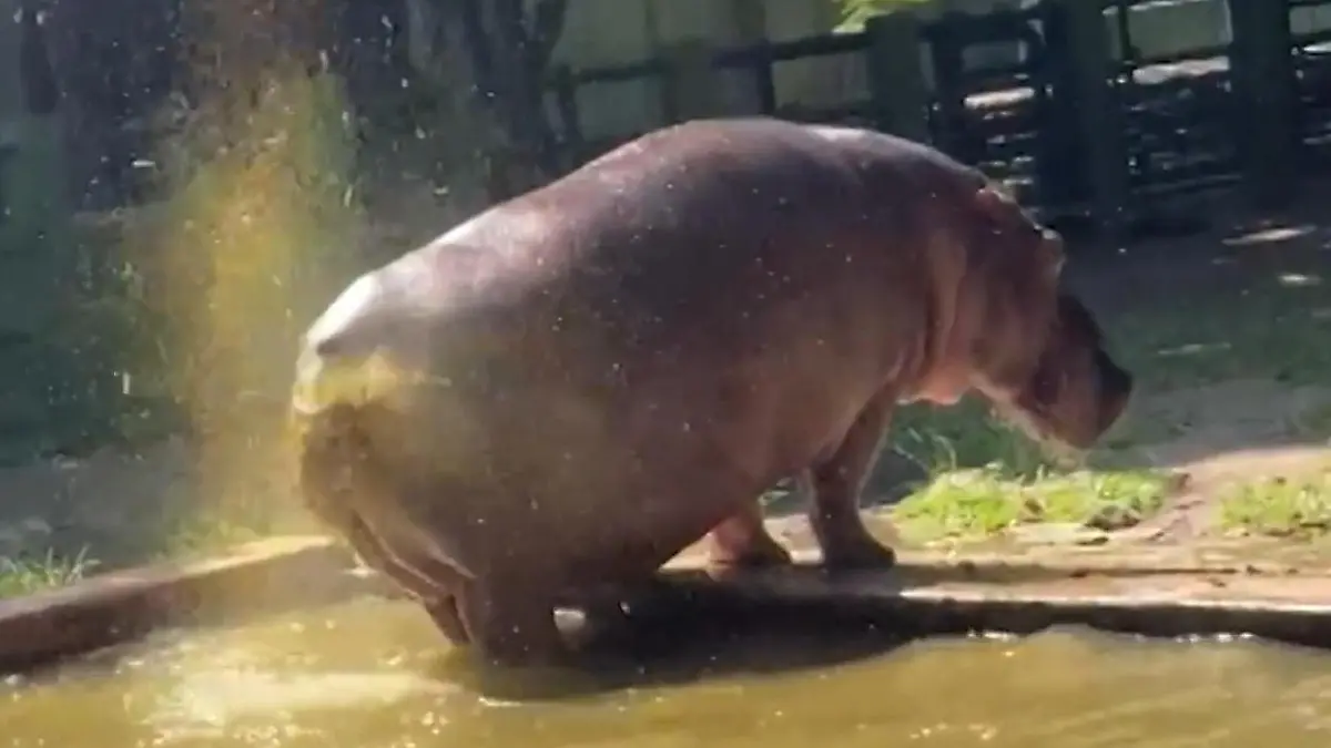 Indonesien: Besucher, bringt euch in Sicherheit! Nilpferd schmeißt Kot ...