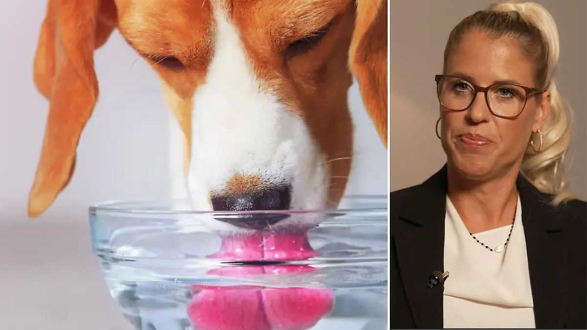 Doc Polly verrät es: Wie ihr seht, ob ein Hund genug trinkt