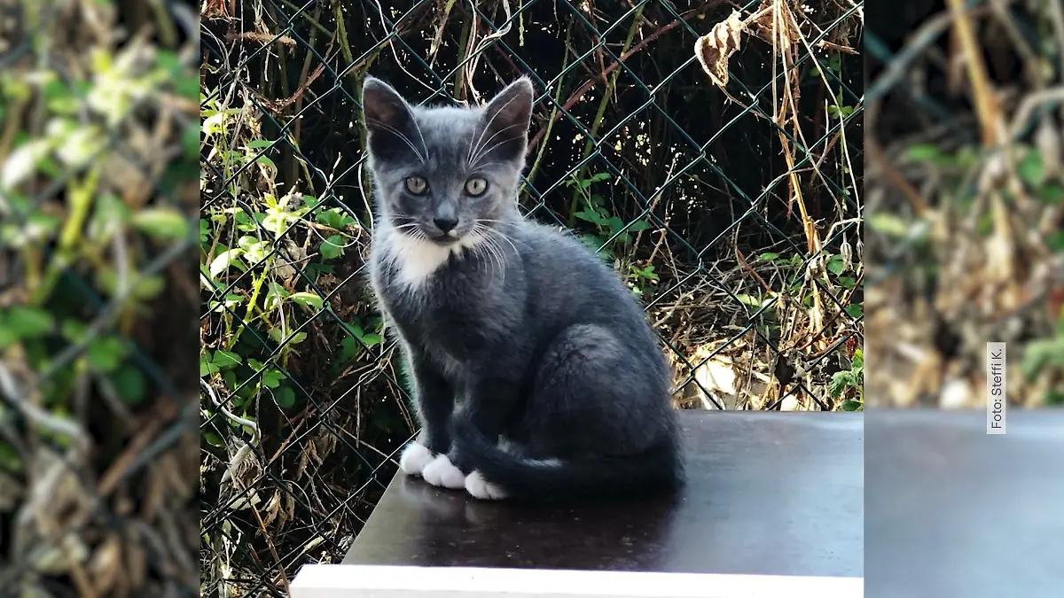 Eppingen: Katze stirbt in Bärenfalle - Nachbar muss vor Gericht