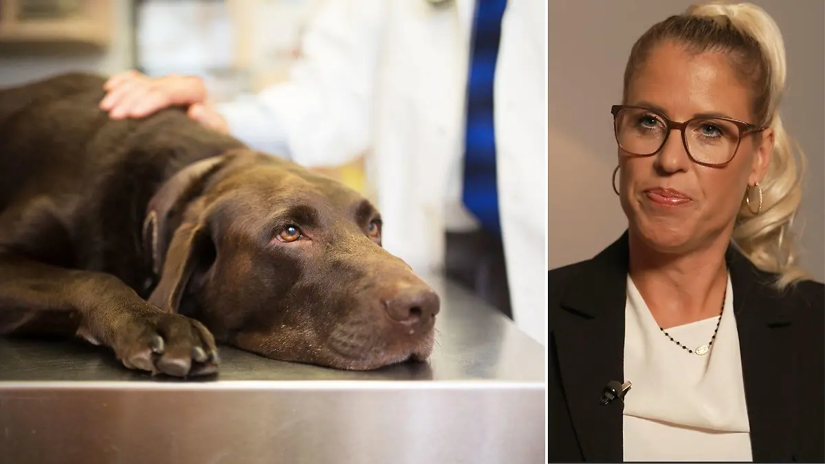 Doc Polly antwortet: Hund hat etwas Giftiges gefressen? Das solltet ihr ...