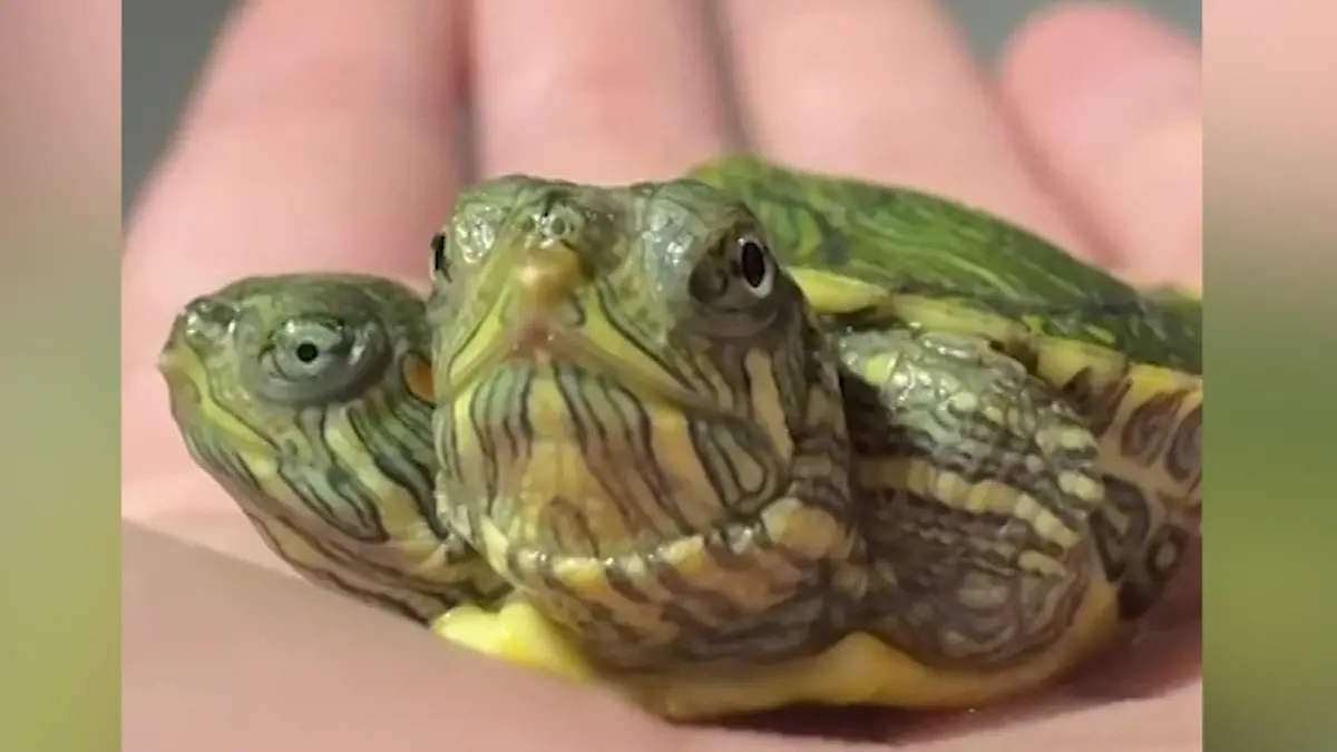 USA: Zwei Köpfe, ein Panzer! Mutanten-Schildkröte kämpft ums Überleben
