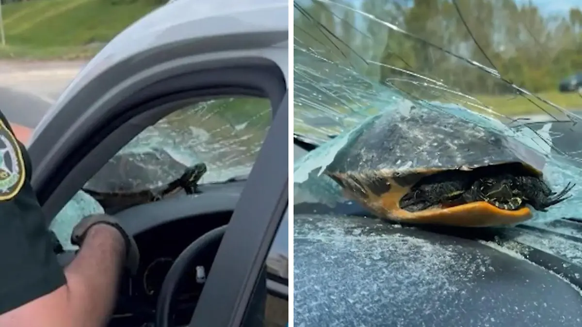 Lkw erfasst Tier auf Autobahn: Panzer in der Scheibe! Schildkröte in ...