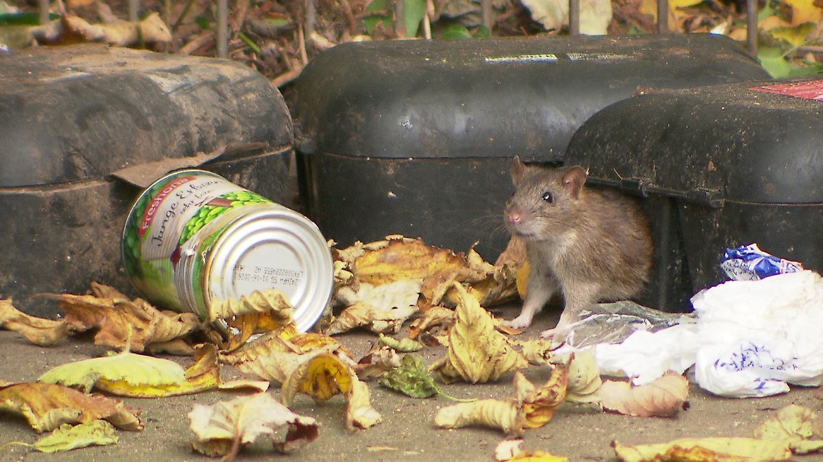 Rattenplage in Lübeck: Nager erobern ganze Wohnsiedlung