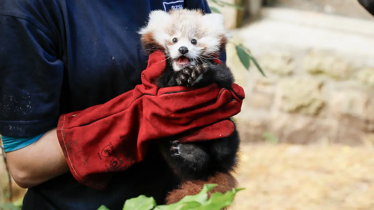 Zoo Edinburgh trauert um Rotes Panda-Baby Roxie - Tod aus Angst vor ...